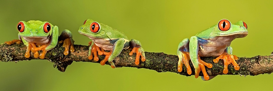 Anfíbios: saiba o que são e como estudar o tema para o Enem