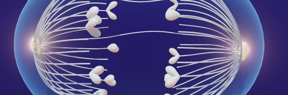 O que acontece na anáfase? Quais são suas características?